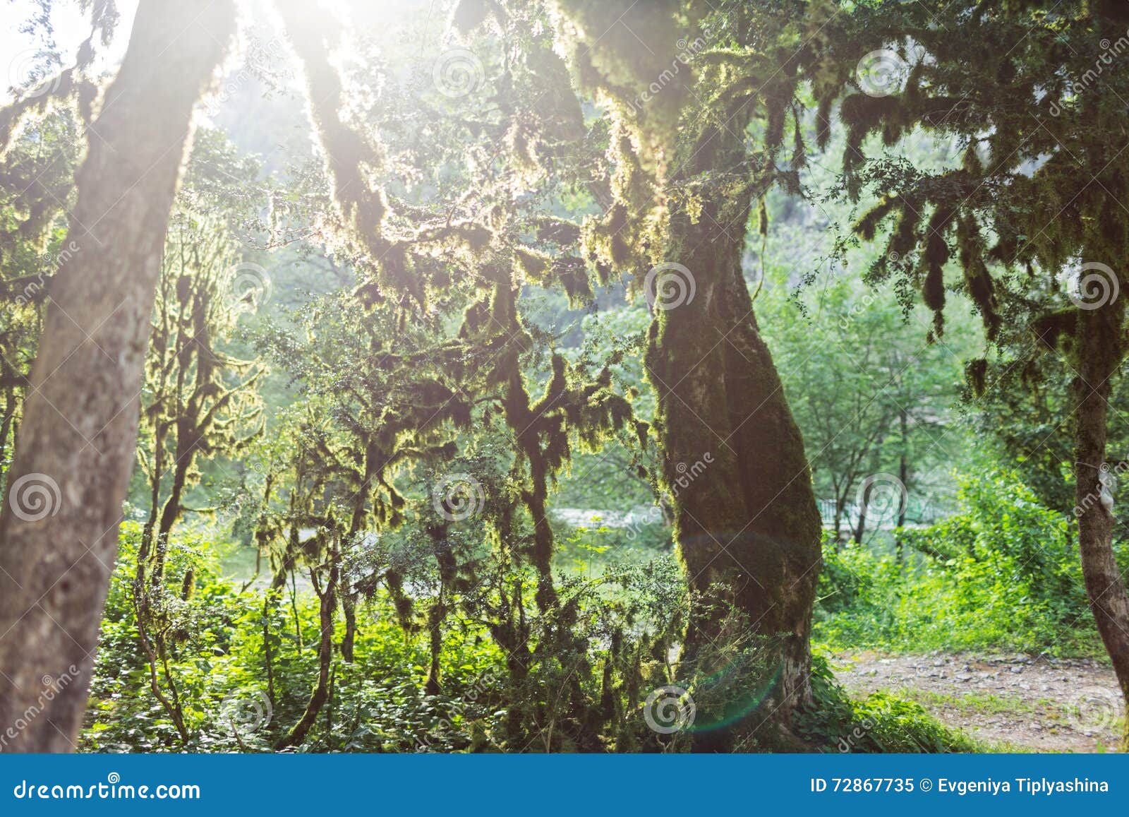 Abkhazia, Forest in the Gorge Stock Image - Image of forest, stone ...