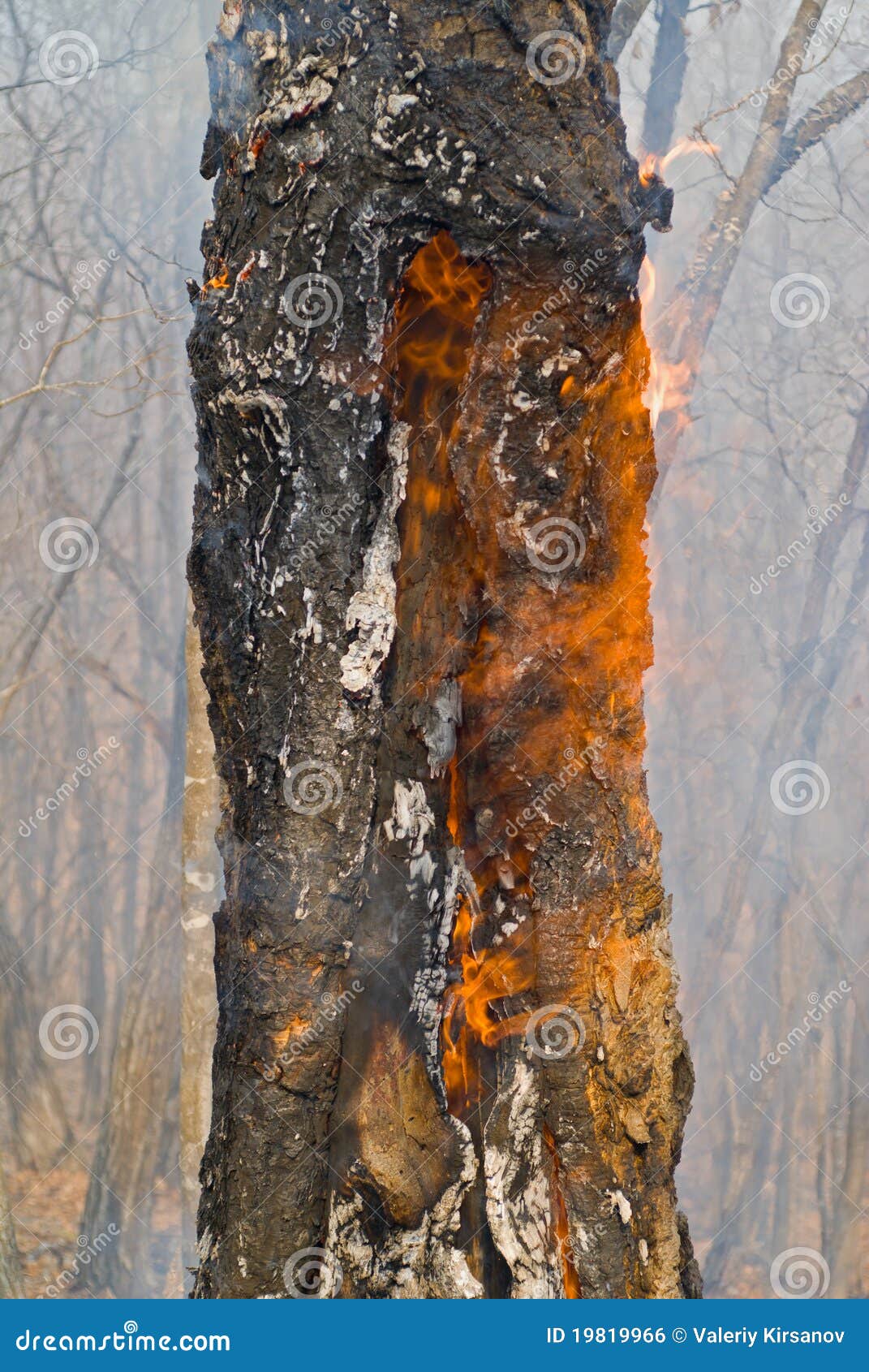 Ablaze tree 13 stock photo. Image of ablaze, flame, nature - 19819966
