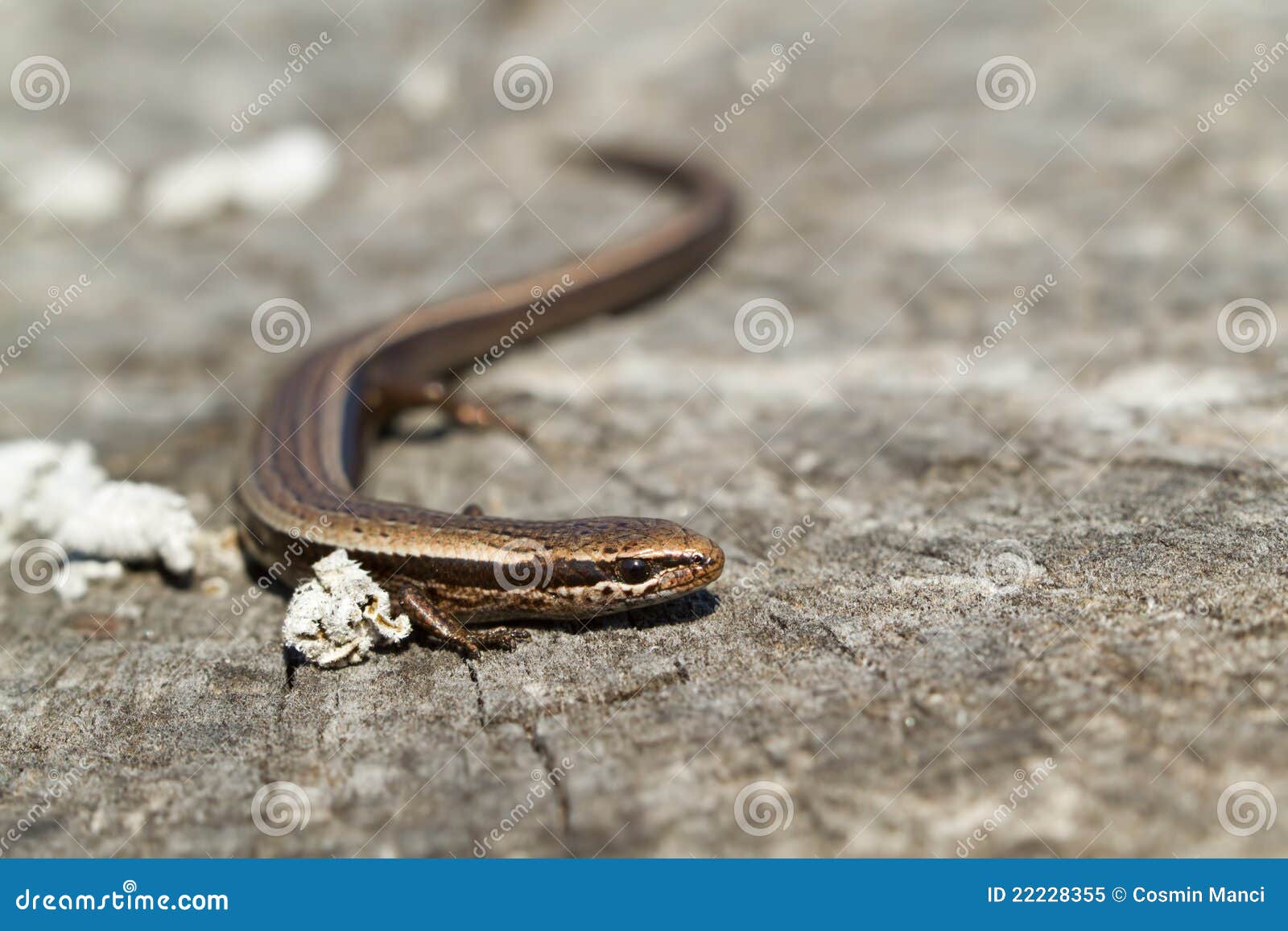 Ablepharus kitaibelii stockbild. Bild von reptilien, tier - 22228355