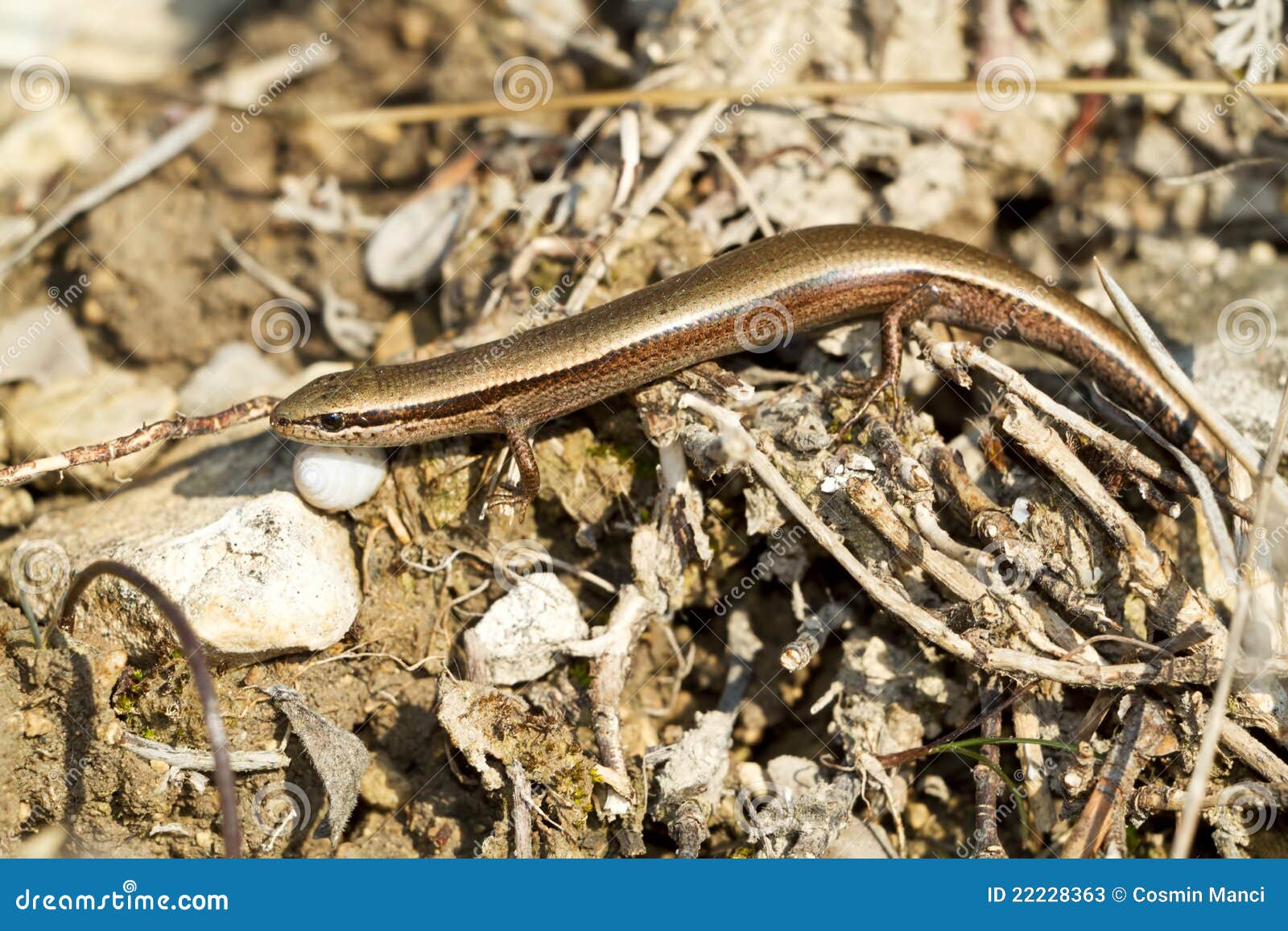 Ablepharus kitaibelii stockbild. Bild von reptil, tier - 22228363