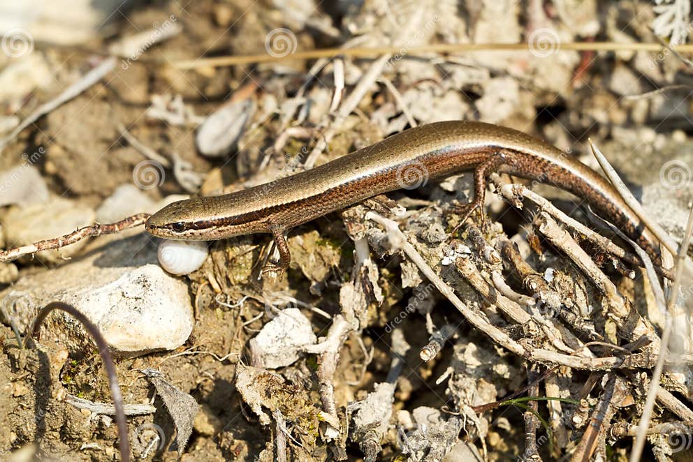 Ablepharus kitaibelii stock image. Image of reptile, copper - 22228363