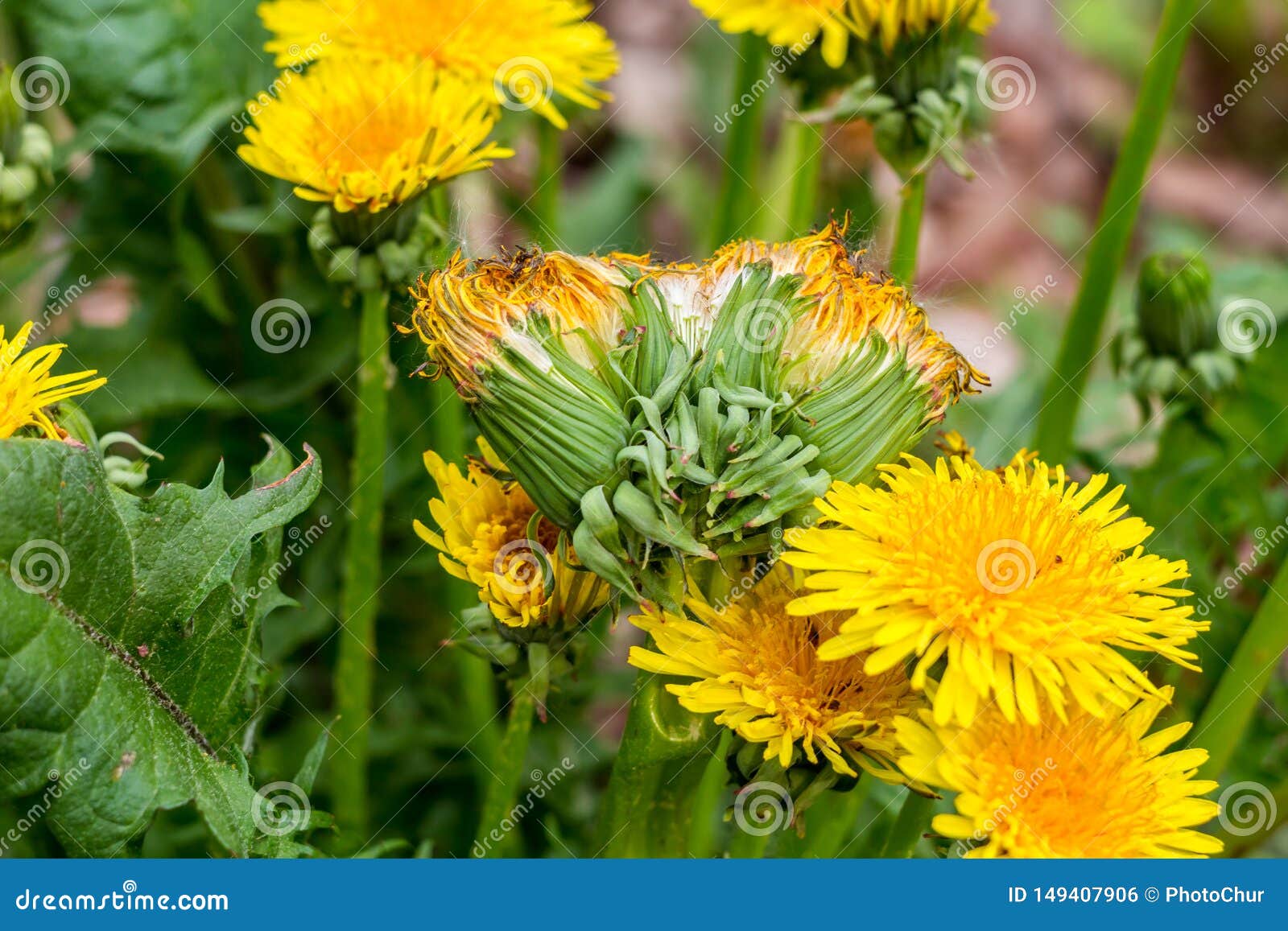1,752 Dandelion Inflorescence Stock Photos - Free & Royalty-Free Stock ...