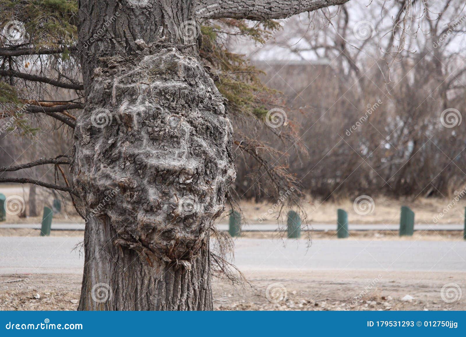 Abnormal Massive Tree Burl Gall Stock Image - Image of large, shape ...