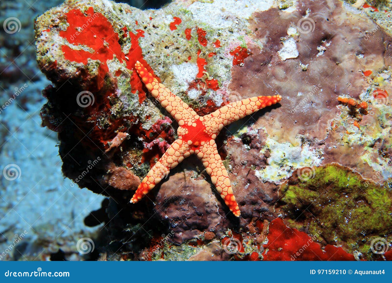 Abnormal starfish stock photo. Image of reef, anomalous - 97159210