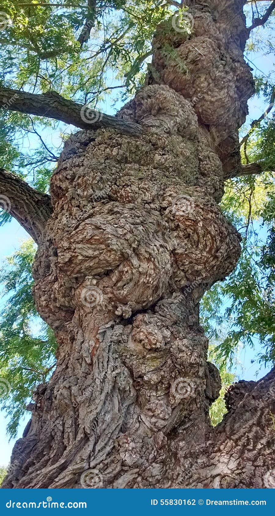Abnormal tree growth stock photo. Image of interesting - 55830162