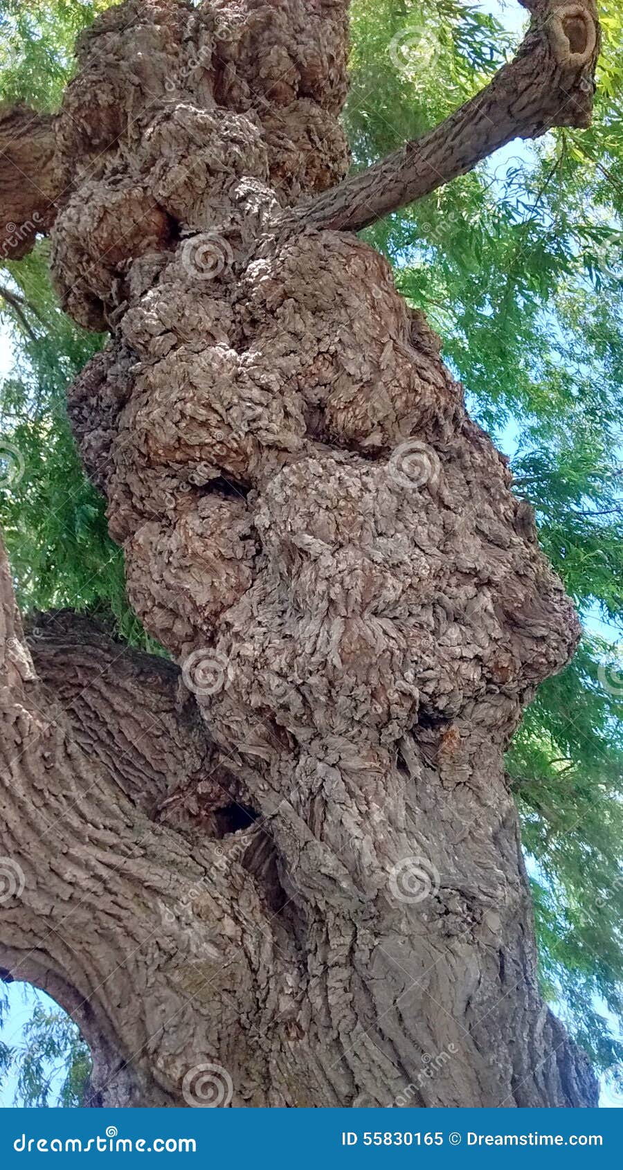 Abnormal tree growth stock image. Image of interesting - 55830165