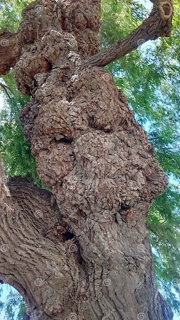 Abnormal tree growth stock image. Image of interesting - 55830165