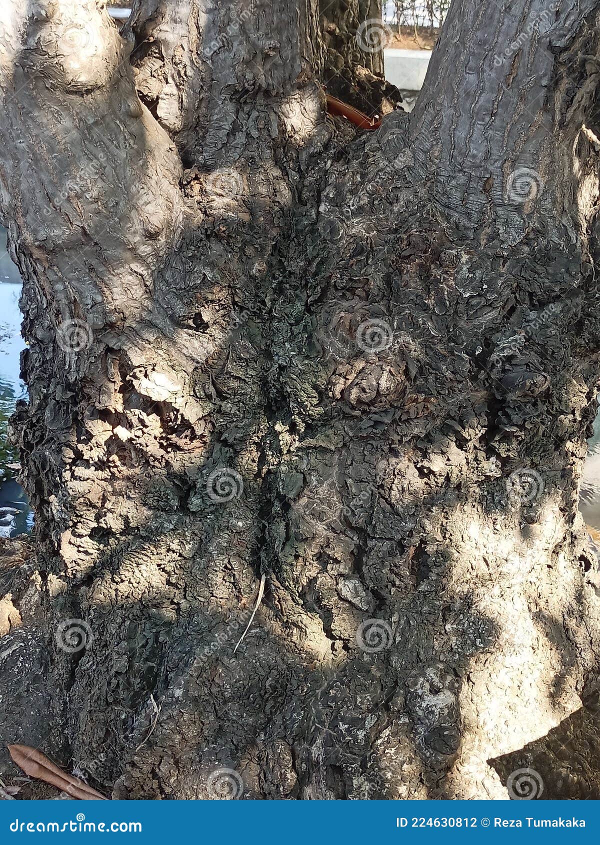 ABNORMAL TREE TRUNK in SUMMER Stock Photo - Image of simple, black ...