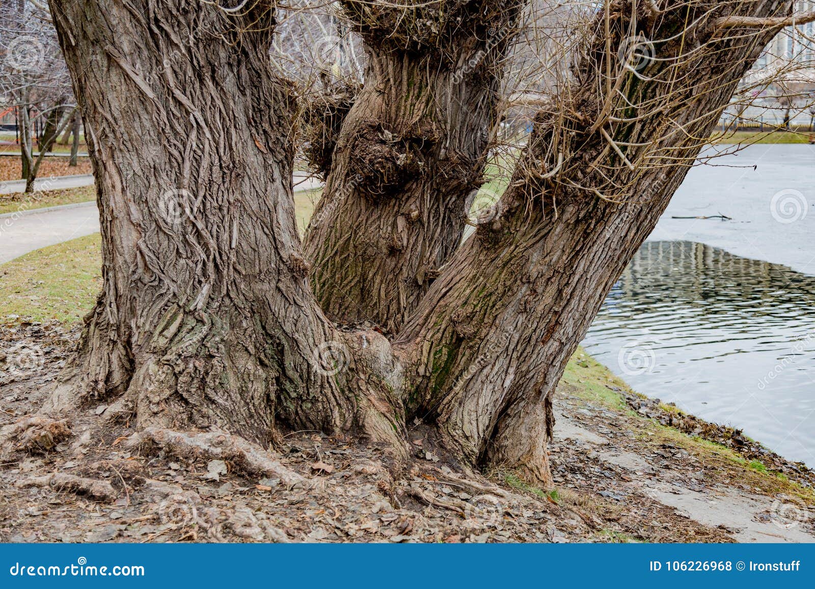 Unusual tree trunk stock photo. Image of thick, outdoors - 106226968
