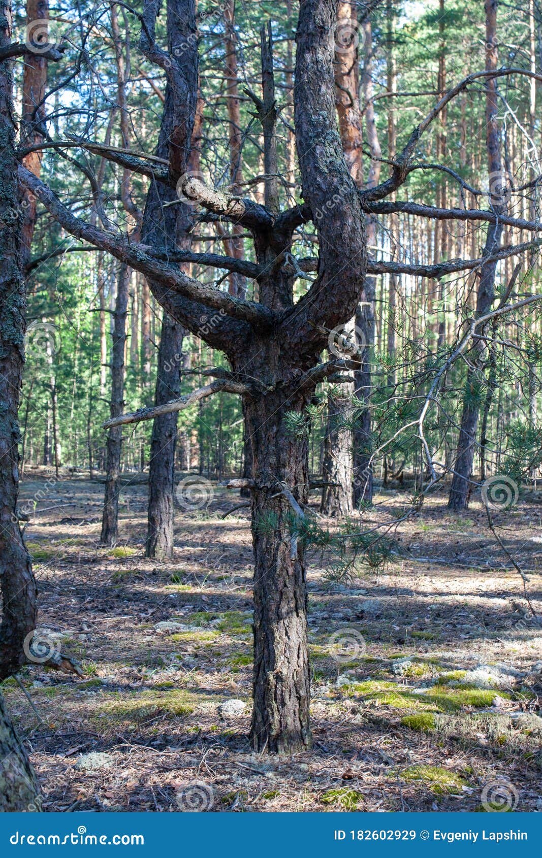 Abnormal Zone in the Forest, Twisted Trees. an Enchanted Forest. Stock ...