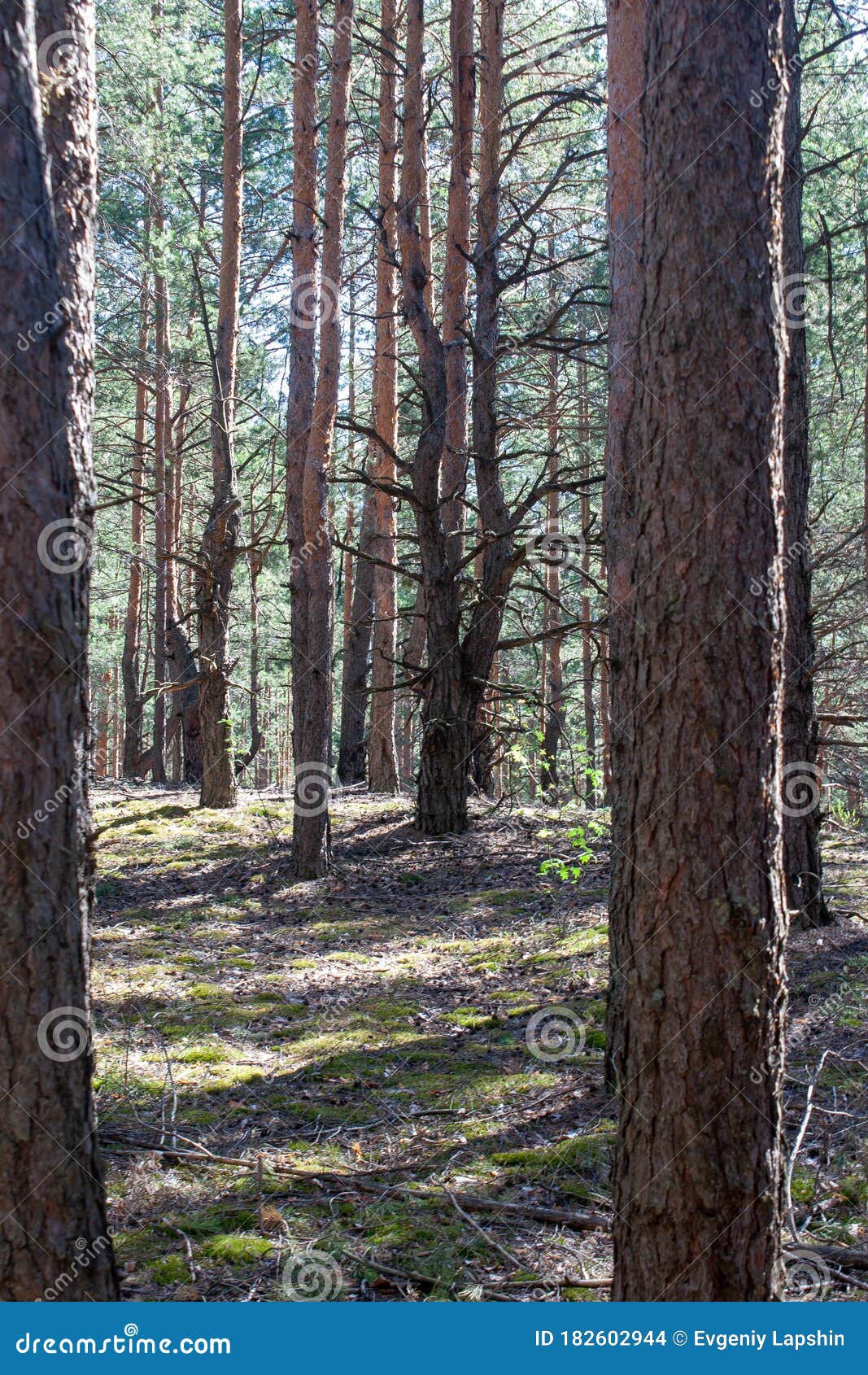 Abnormal Zone in the Forest, Twisted Trees. an Enchanted Forest. Stock ...