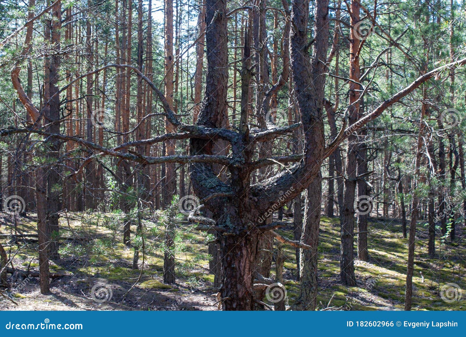 Abnormal Zone in the Forest, Twisted Trees. an Enchanted Forest. Stock ...