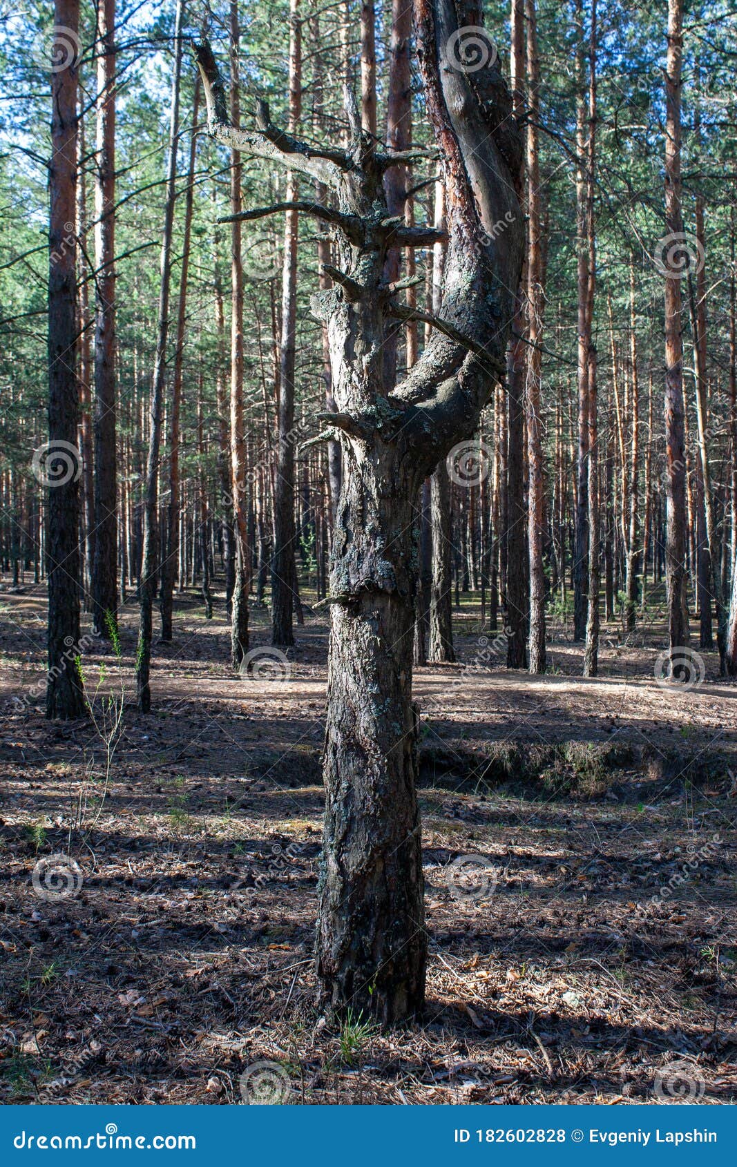 Abnormal Zone in the Forest, Twisted Trees. an Enchanted Forest. Stock ...