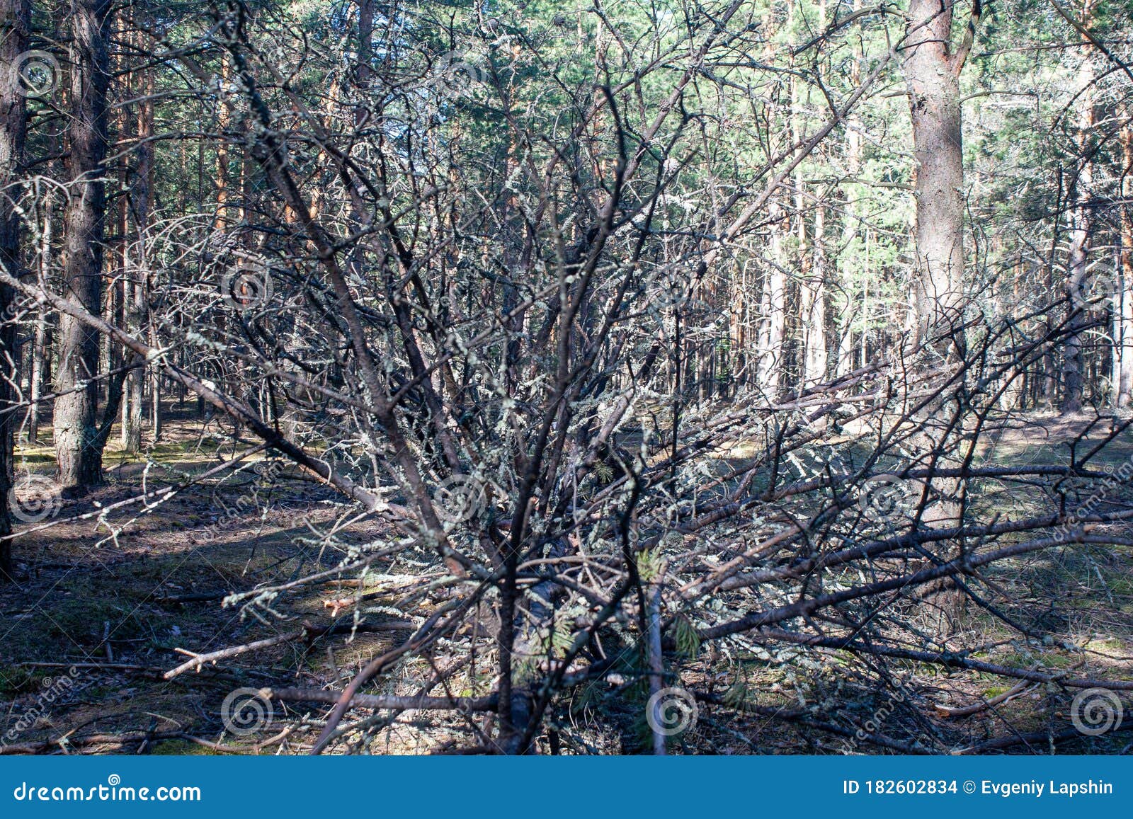 Abnormal Zone in the Forest, Twisted Trees. an Enchanted Forest. Stock ...