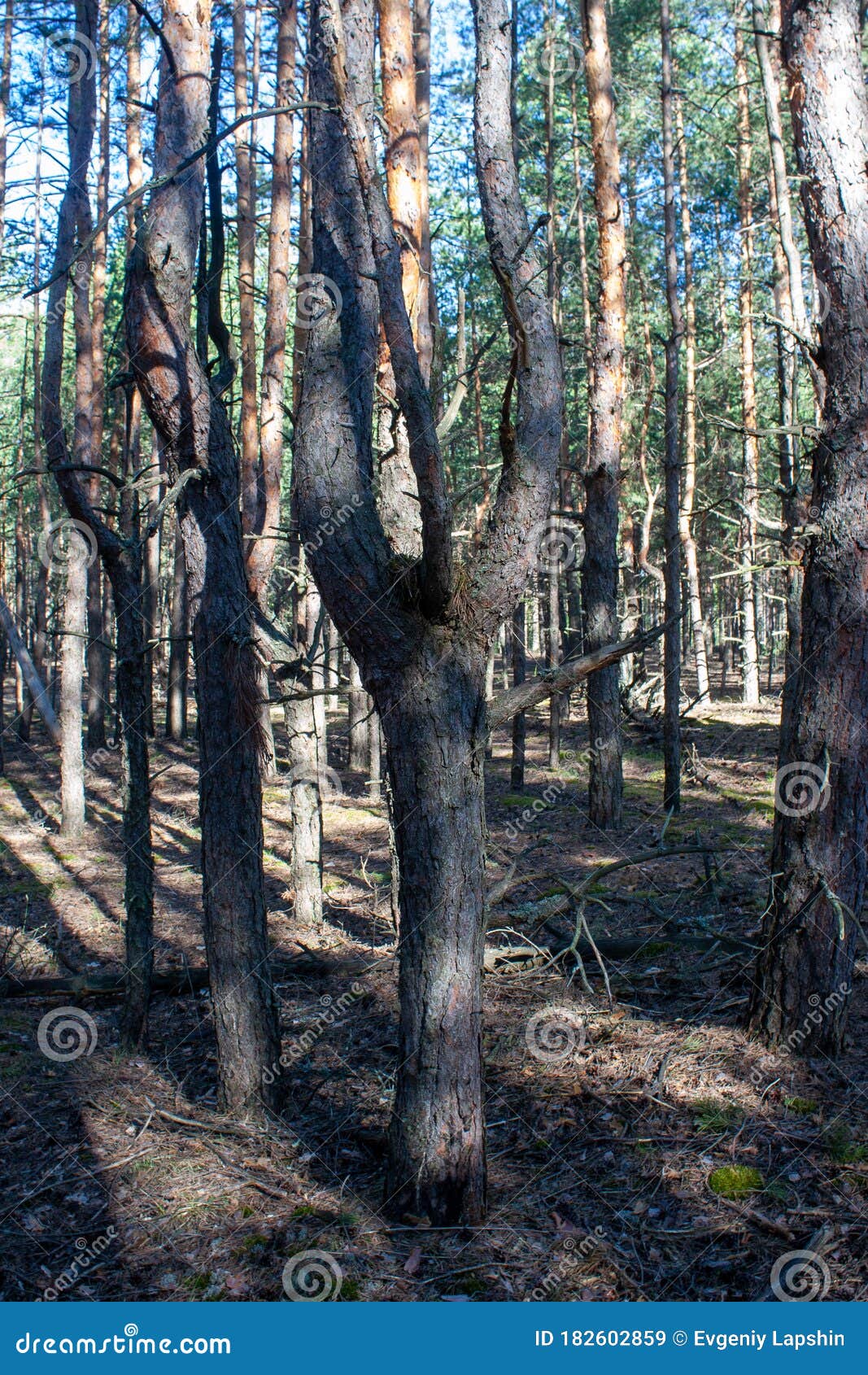 Abnormal Zone in the Forest, Twisted Trees. an Enchanted Forest. Stock ...