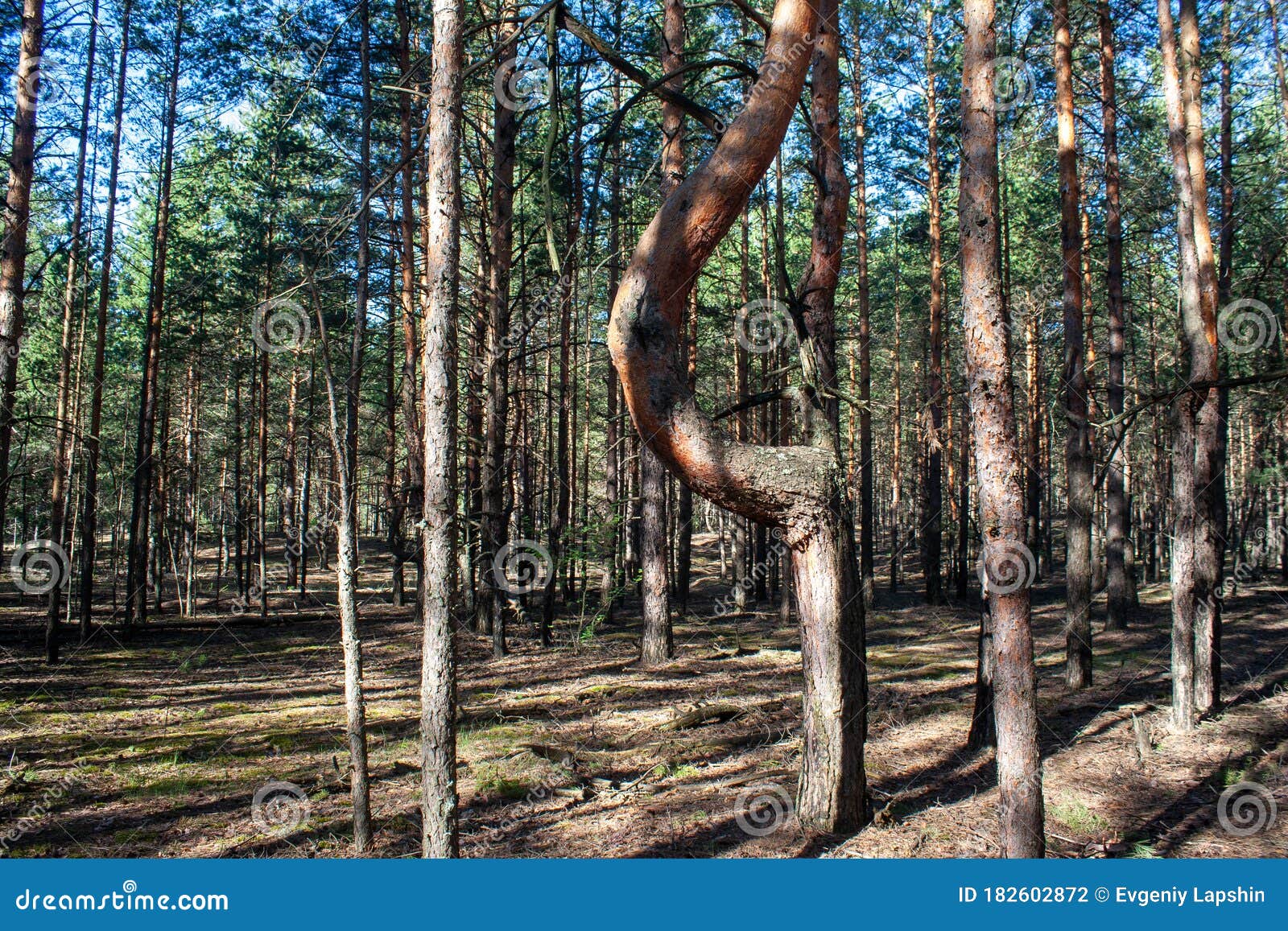 Abnormal Zone in the Forest, Twisted Trees. an Enchanted Forest. Stock ...