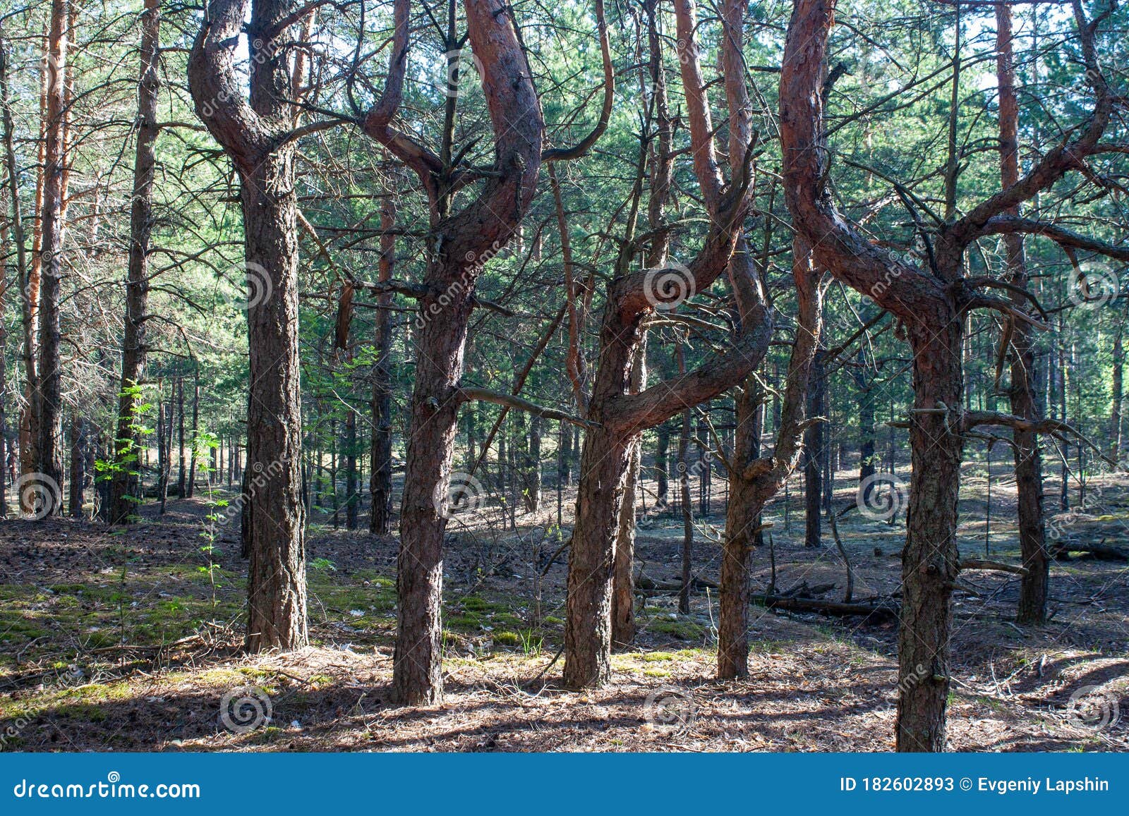 Abnormal Zone in the Forest, Twisted Trees. an Enchanted Forest. Stock ...