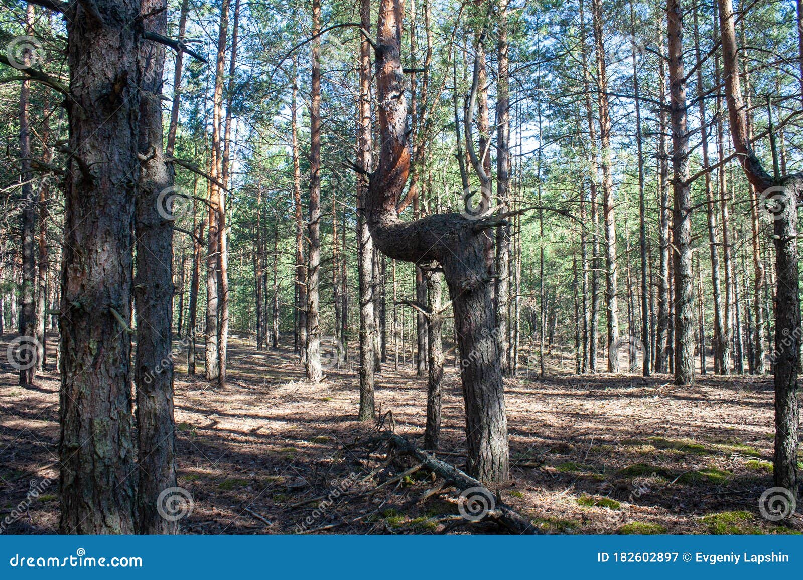 Abnormal Zone in the Forest, Twisted Trees. an Enchanted Forest. Stock ...