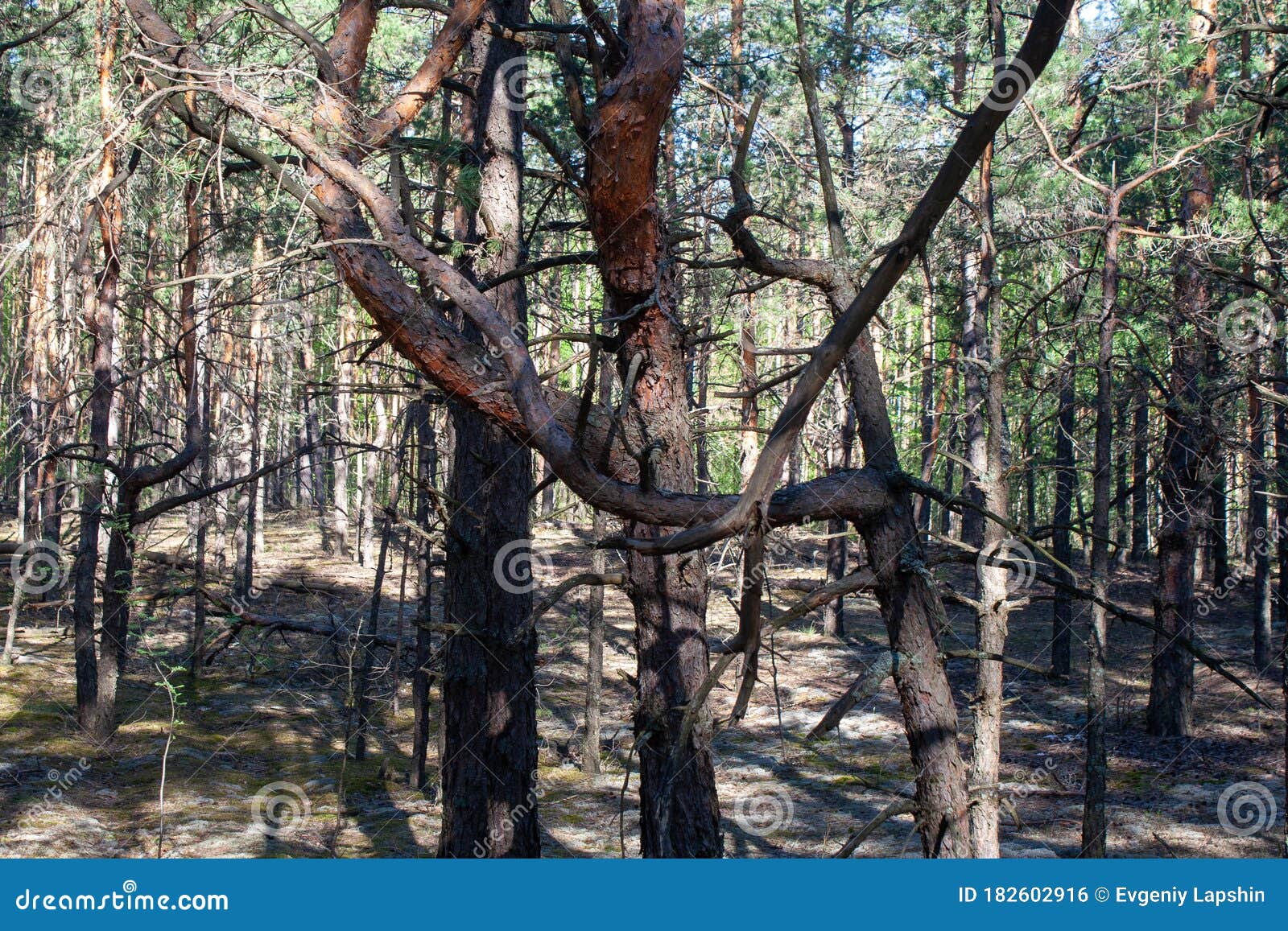 Abnormal Zone in the Forest, Twisted Trees. an Enchanted Forest. Stock ...