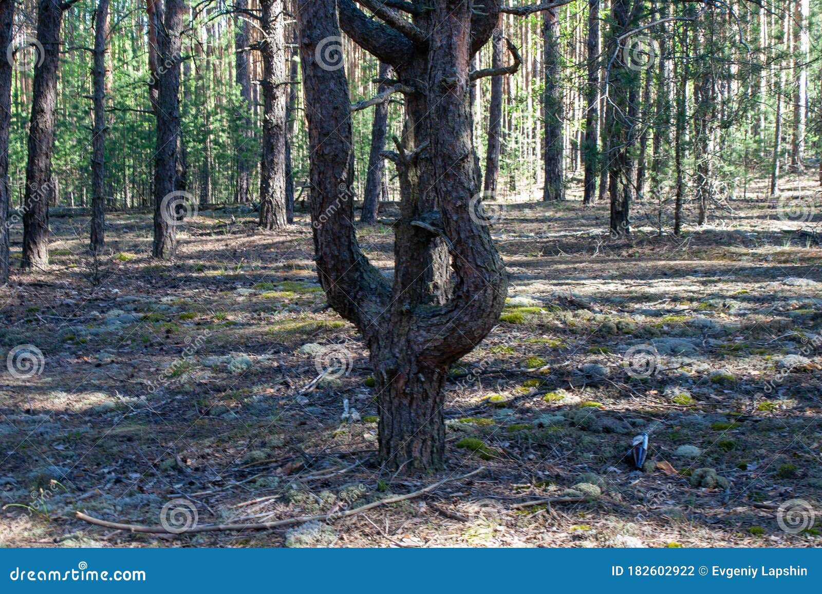 Abnormal Zone in the Forest, Twisted Trees. an Enchanted Forest. Stock ...
