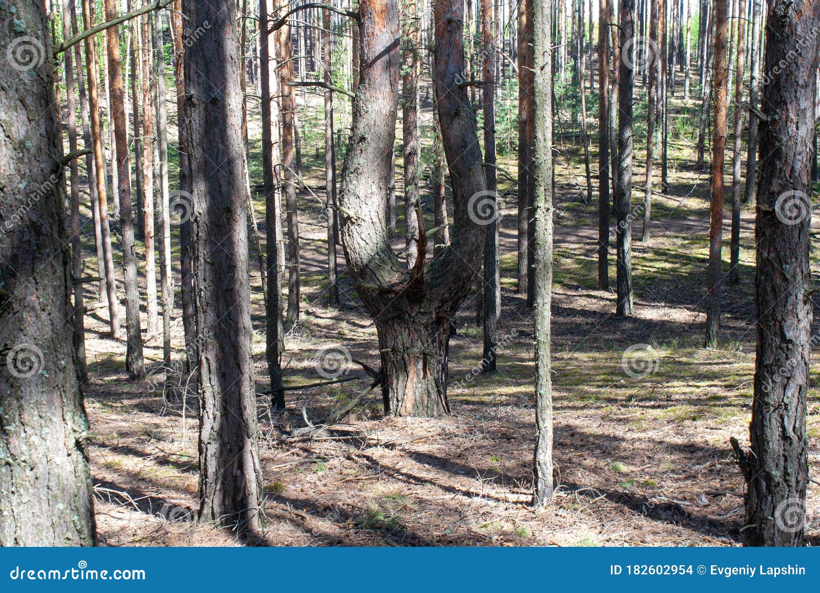 Abnormal Zone in the Forest, Twisted Trees. an Enchanted Forest. Stock ...