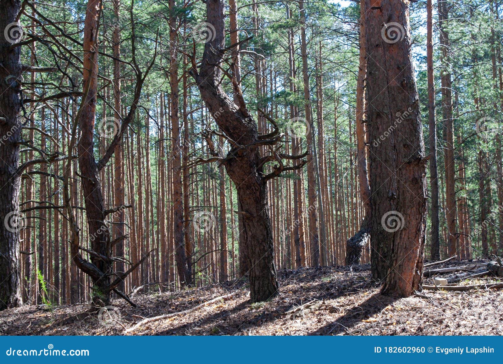 Abnormal Zone in the Forest, Twisted Trees. an Enchanted Forest. Stock ...