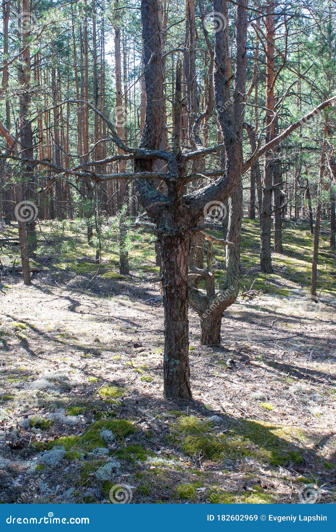 Abnormal Zone in the Forest, Twisted Trees. an Enchanted Forest. Stock ...