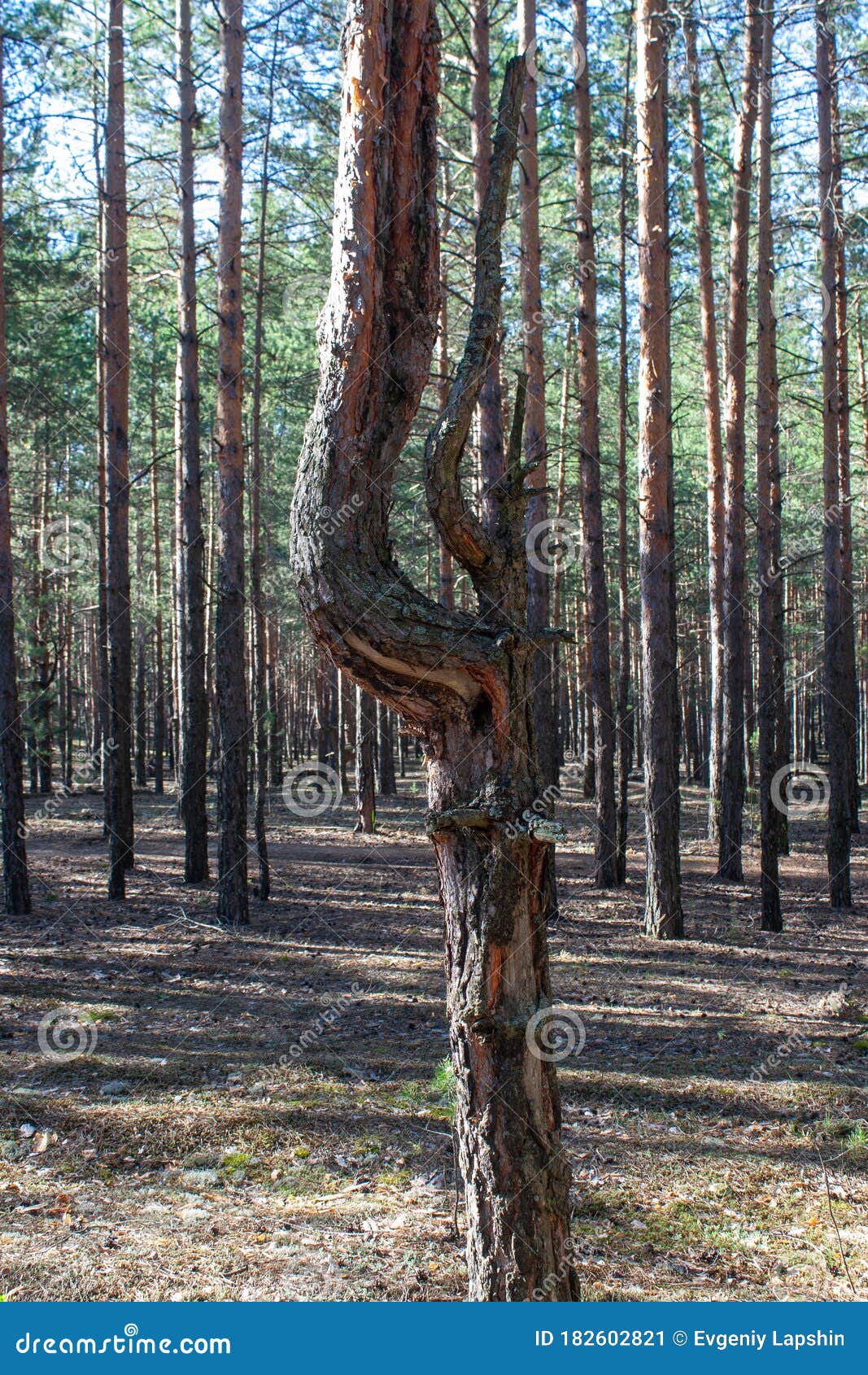 Abnormal Zone in the Forest, Twisted Trees. an Enchanted Forest. Stock ...