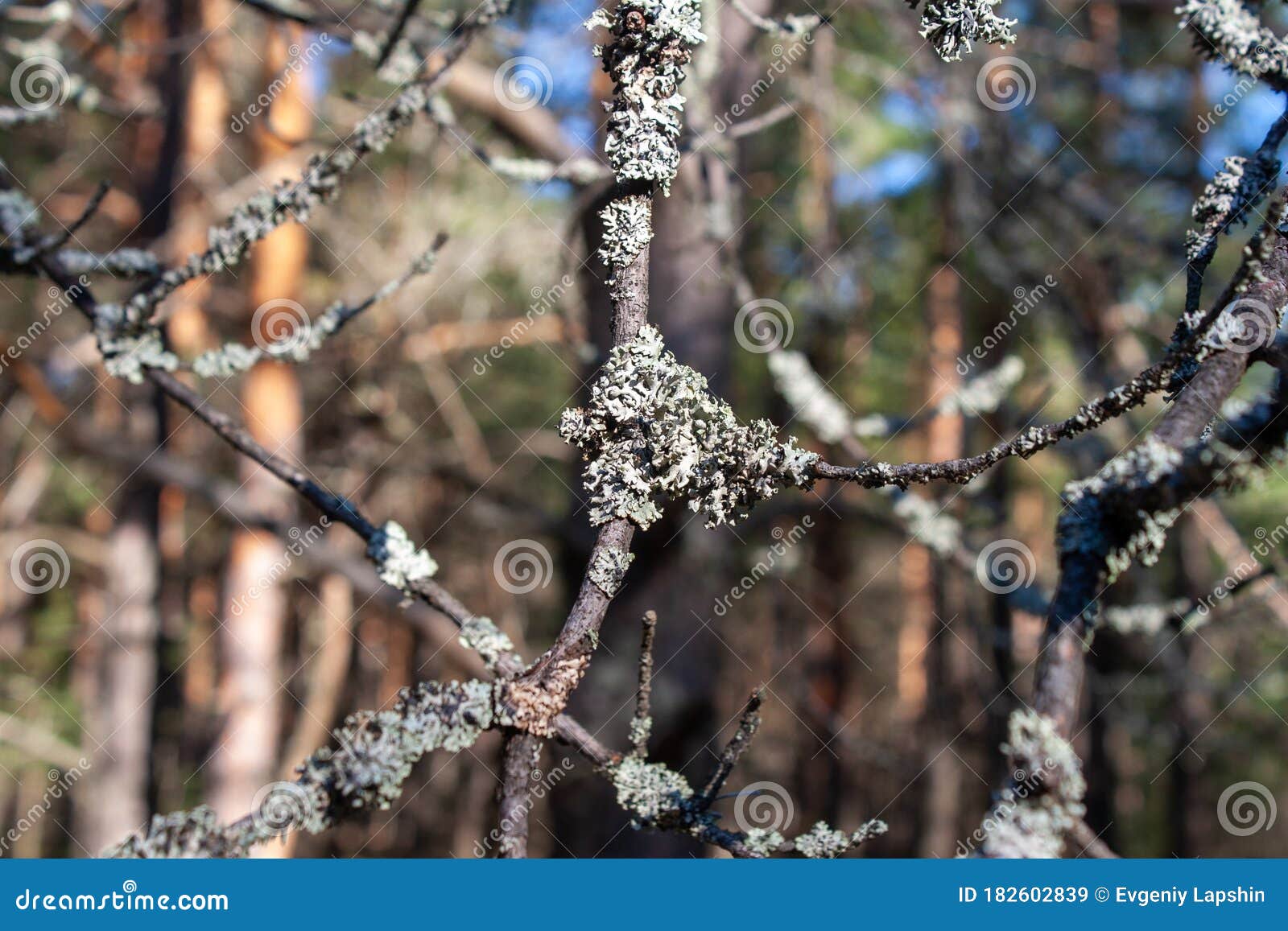 Abnormal Zone in the Forest, Twisted Trees. an Enchanted Forest. Stock ...