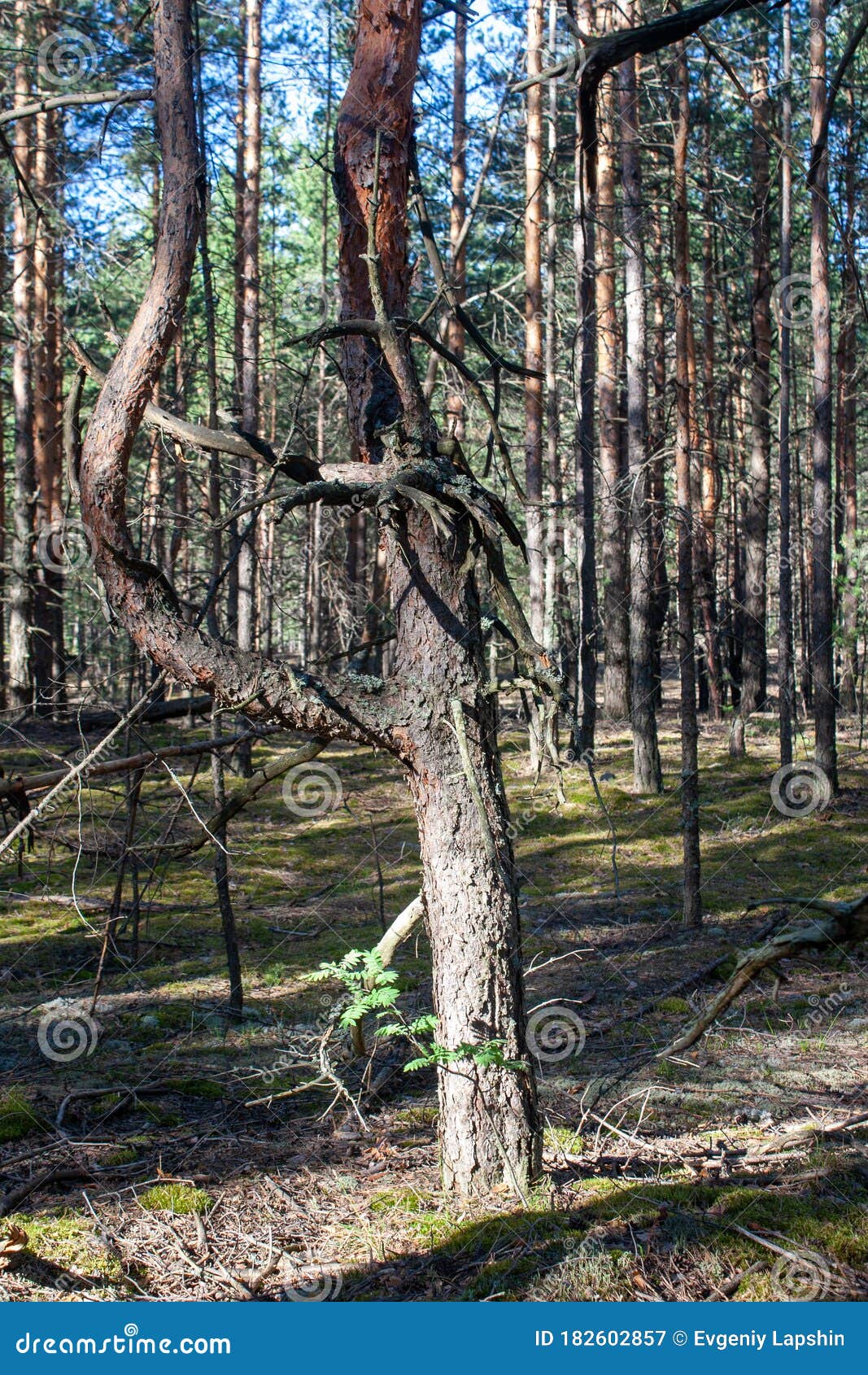Abnormal Zone in the Forest, Twisted Trees. an Enchanted Forest. Stock ...