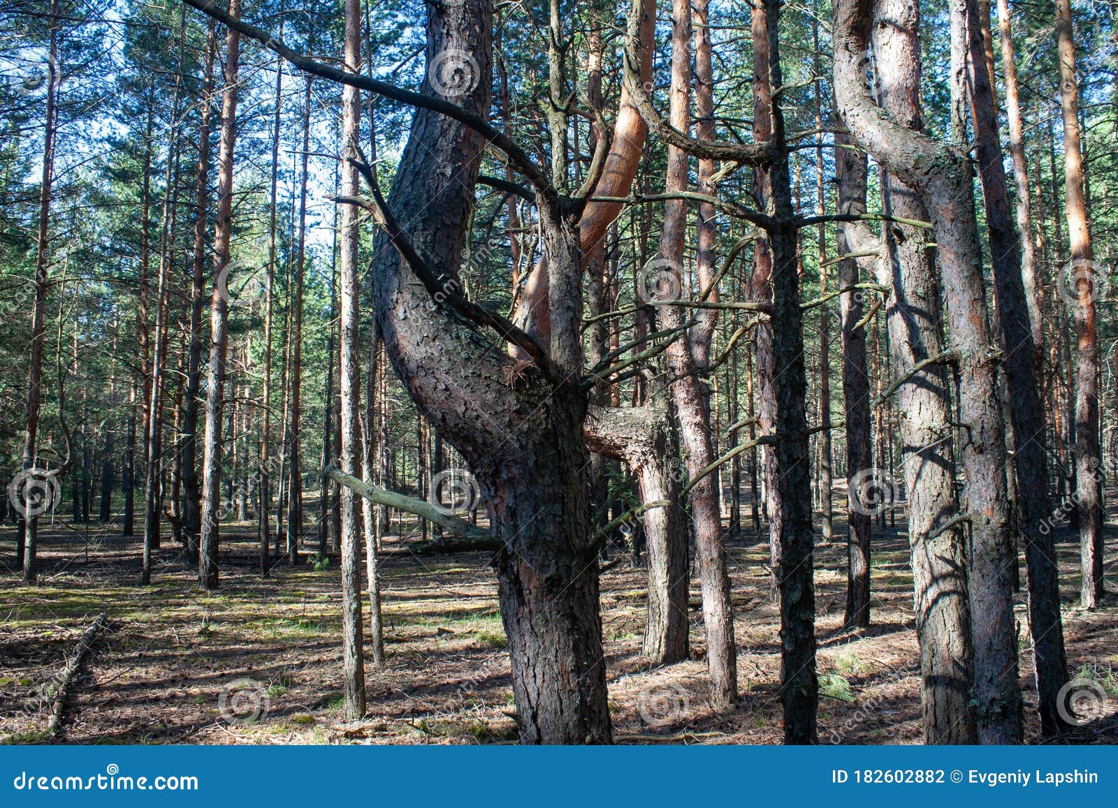 Abnormal Zone in the Forest, Twisted Trees. an Enchanted Forest. Stock ...