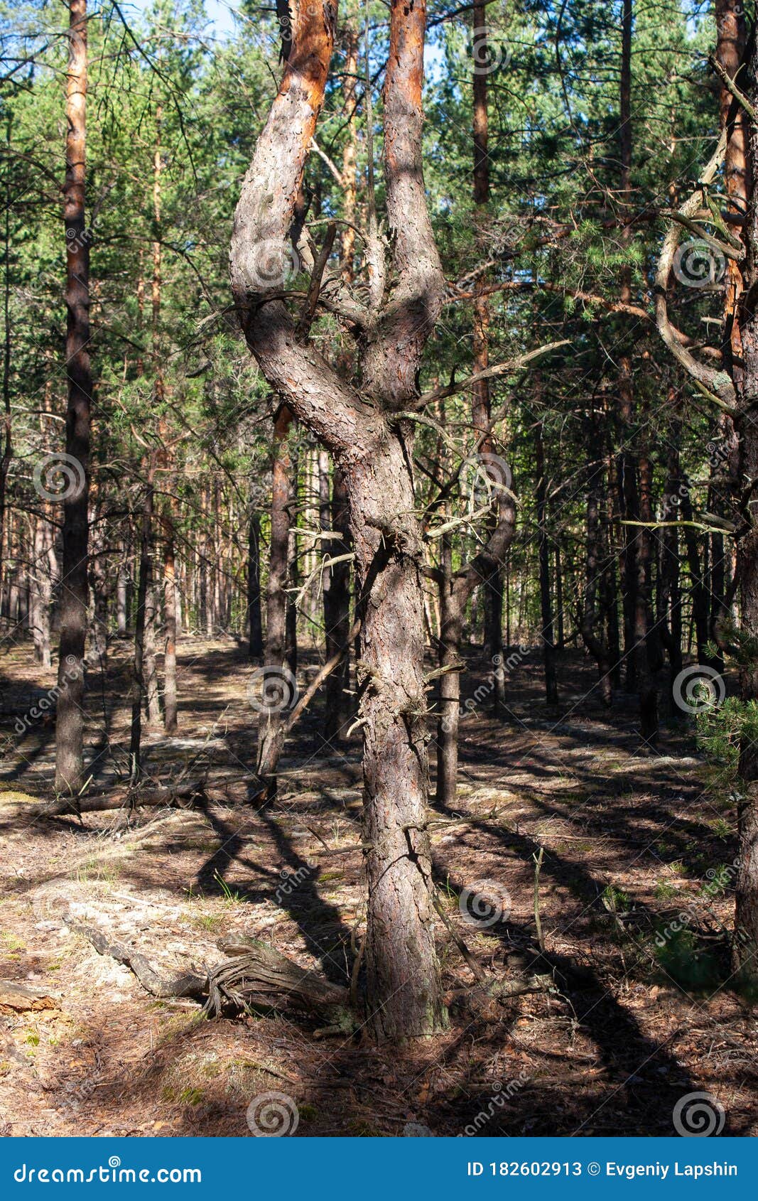 Abnormal Zone in the Forest, Twisted Trees. an Enchanted Forest. Stock ...