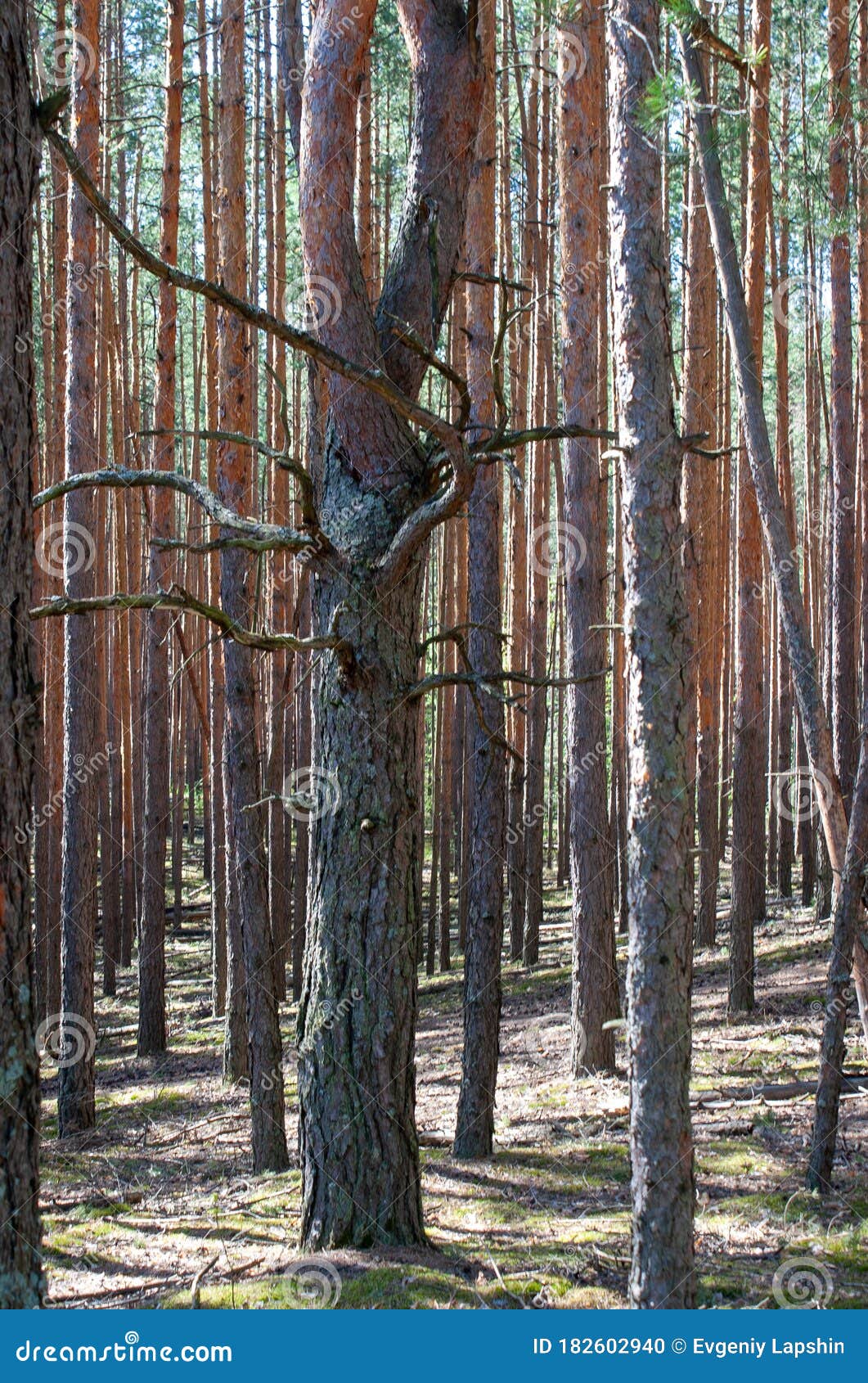 Abnormal Zone in the Forest, Twisted Trees. an Enchanted Forest. Stock ...