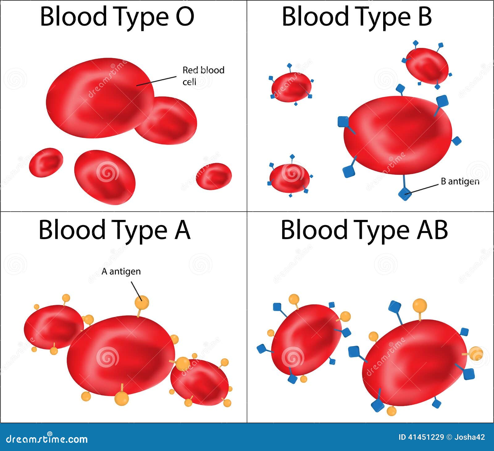 ABO Blood Group Ha Identificato Il Diagramma Illustrazione Vettoriale ...