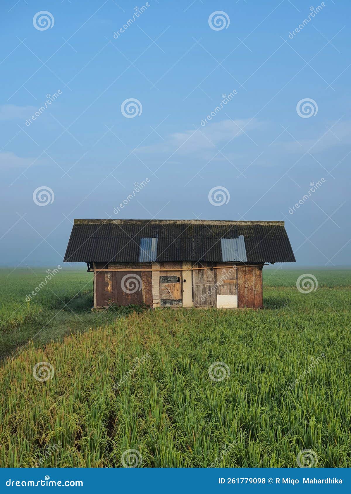 Abonded House in the Middle of Rice Field Stock Photo - Image of field ...