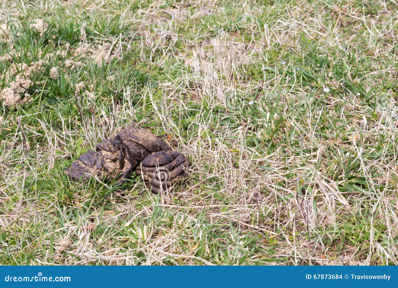 Abono de la vaca foto de archivo. Imagen de posta, abono - 67873684