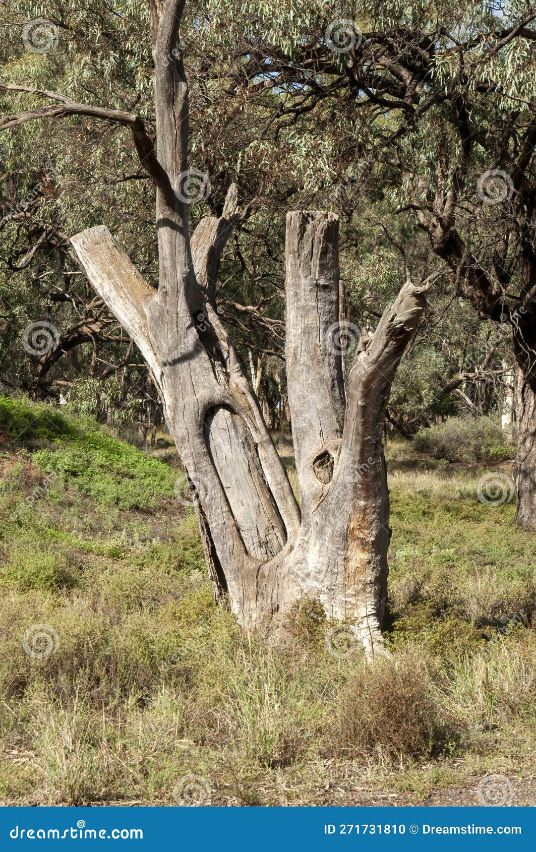 Aboriginal Scar Tree Where Section is Removed To Create Shield or Tools ...