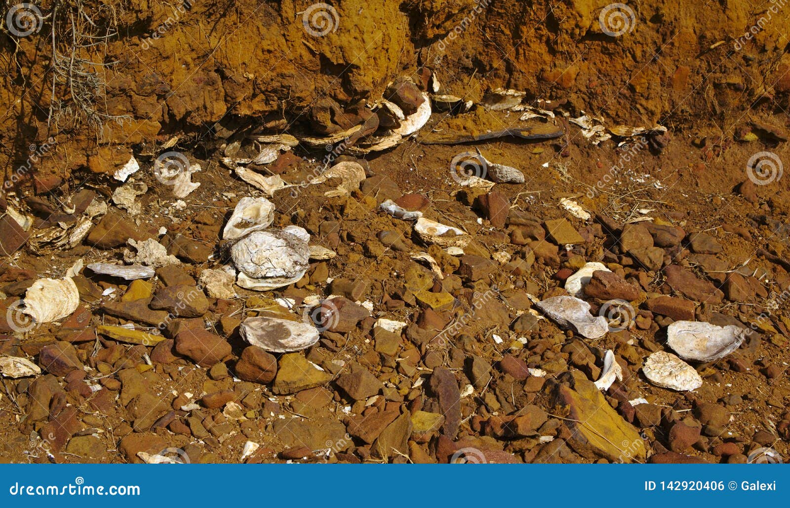 Aboriginal shells middens stock photo. Image of golden - 142920406