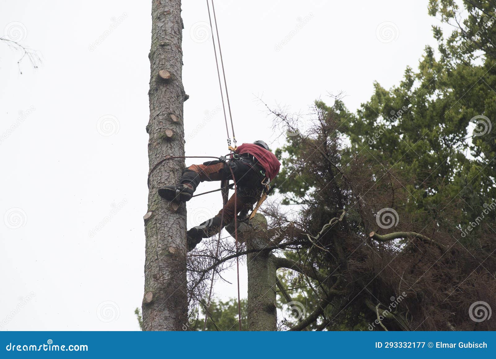 Aborist Working at Height during Tree Care Stock Image - Image of ...