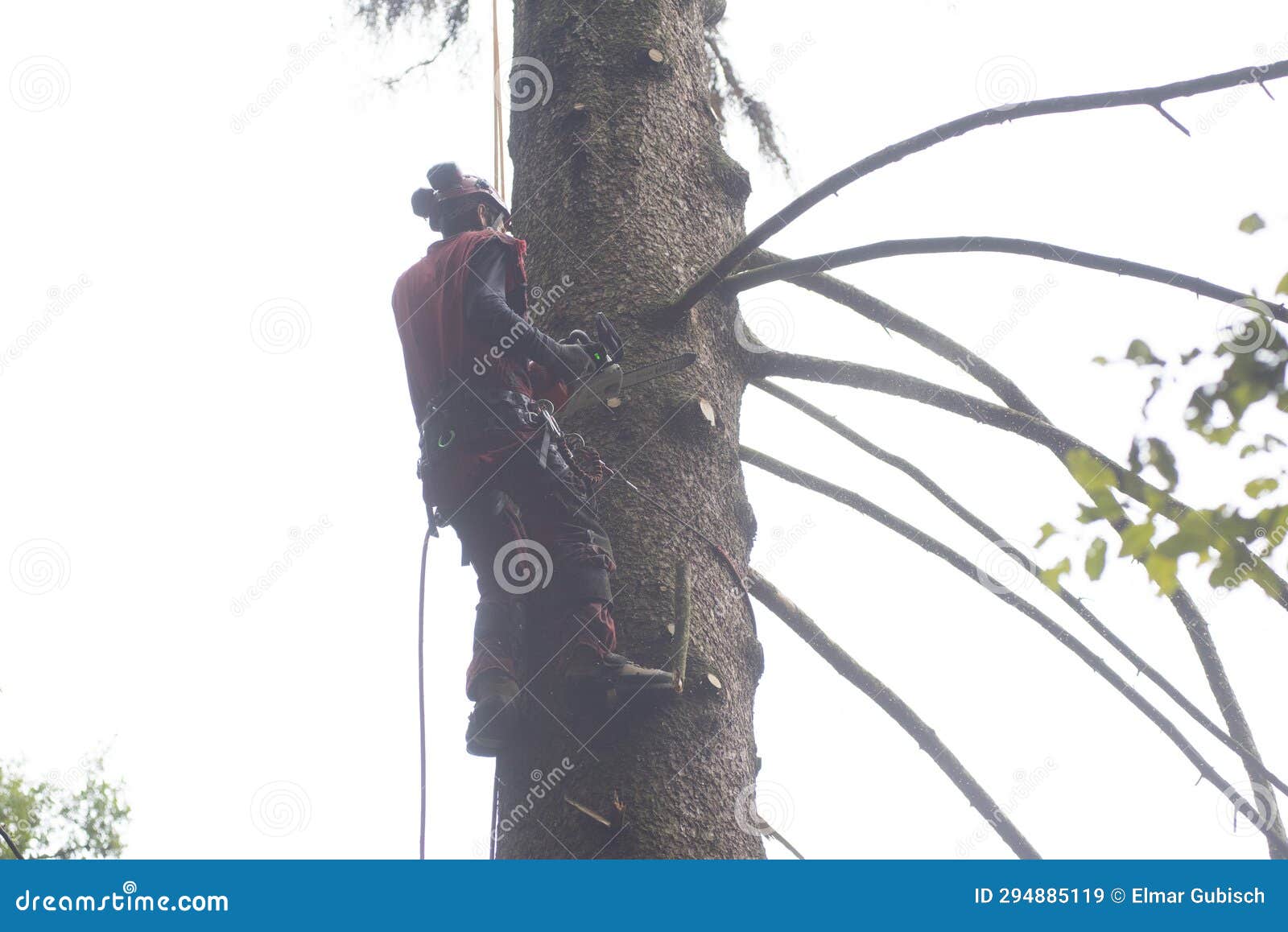 Aborist Working at Height during Tree Care Stock Image - Image of ...