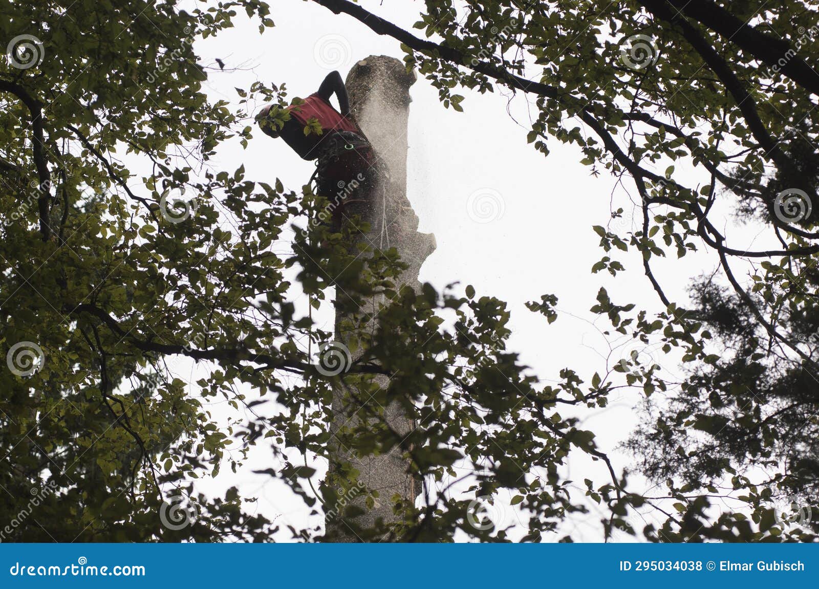 Arborist Working at Height during Tree Care Stock Photo - Image of ...