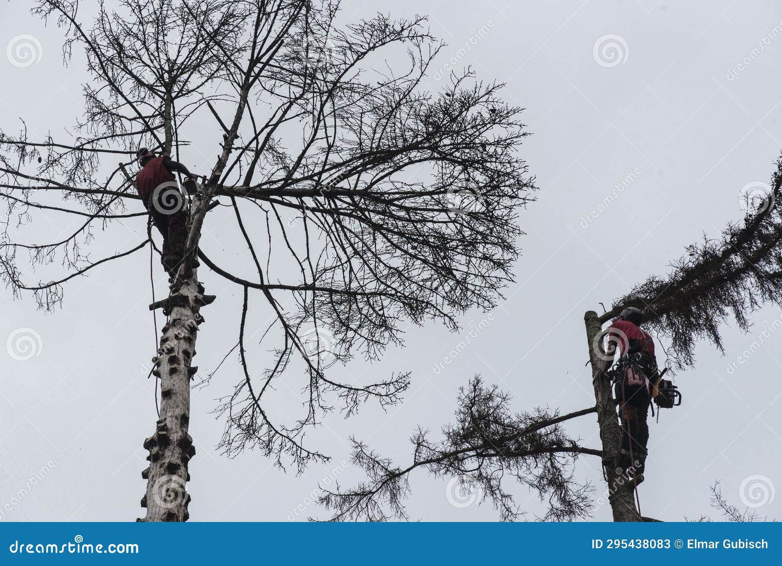 Aborist Working at Height during Tree Care Editorial Stock Photo ...