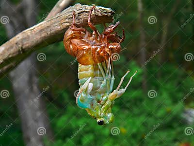The Aborning Cicada 2 stock photo. Image of cicadas, flying - 3323154