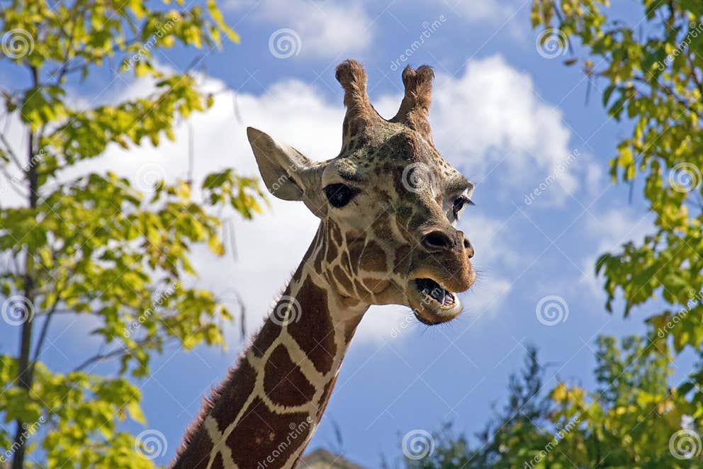 Above it All stock photo. Image of exotic, condescending - 1625722