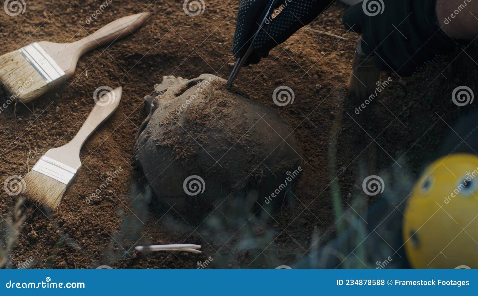Unrecognizable Archaeologist Cleaning Skull from Dirt Stock Photo ...