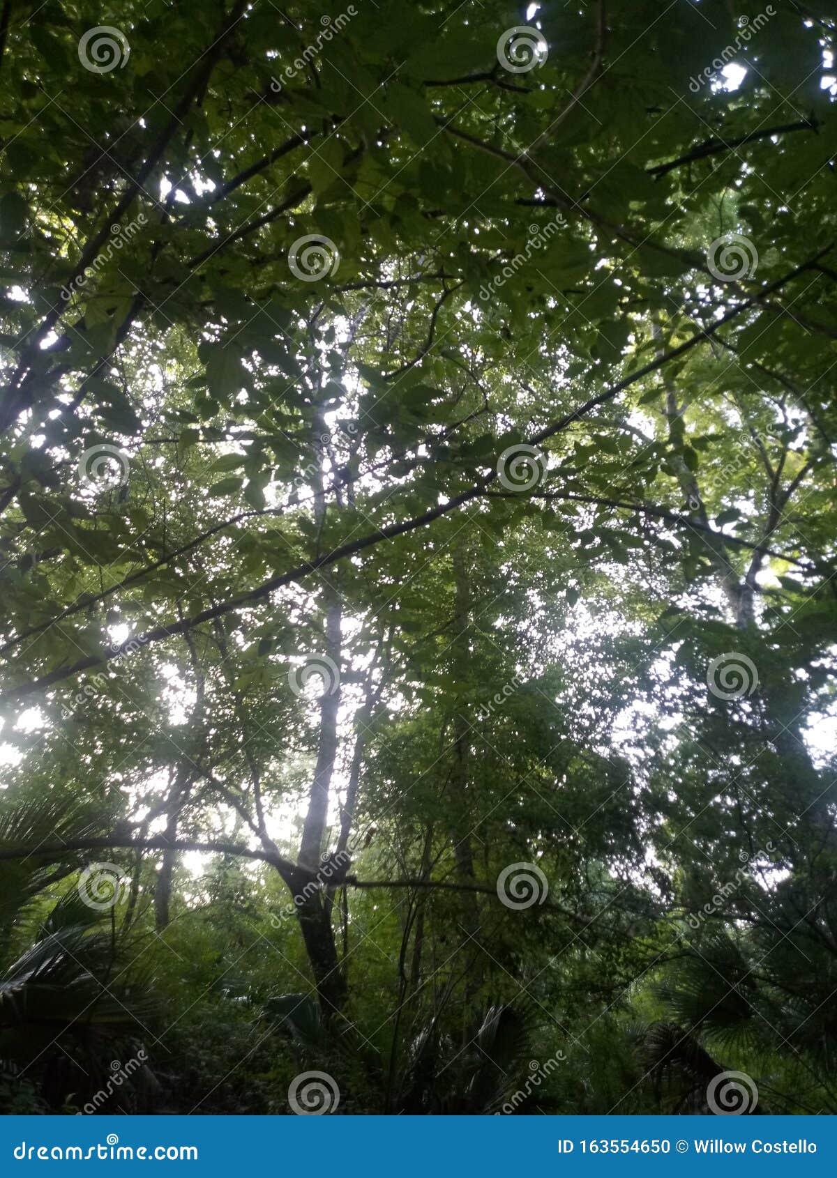 From above as below stock photo. Image of nature, florida - 163554650