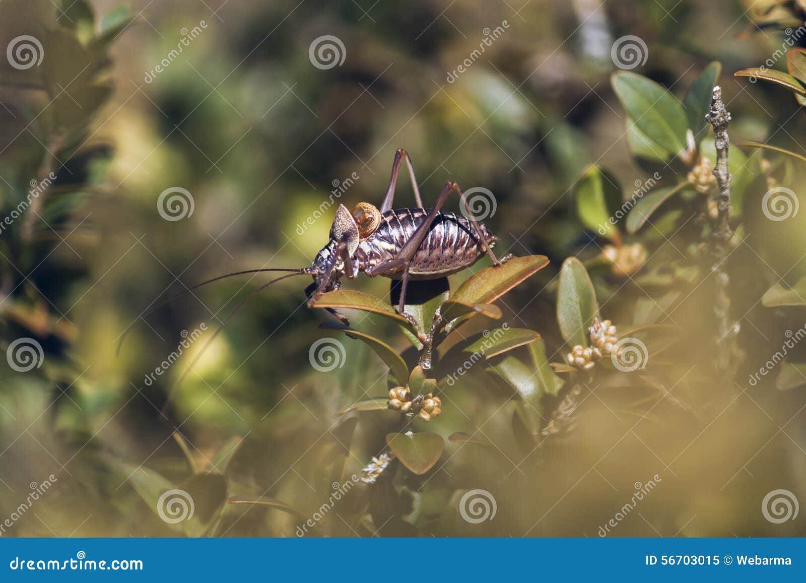 Above bush cicada stock image. Image of nature, vegetation - 56703015