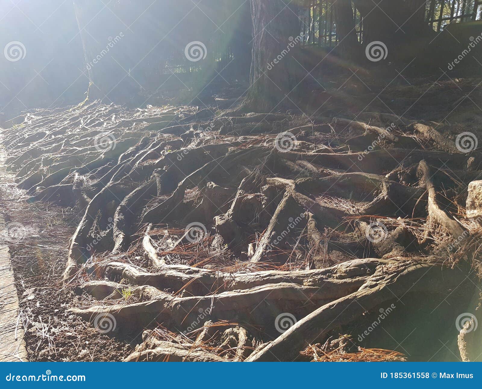 Above Ground Tree Roots stock photo. Image of tree, nature - 185361558