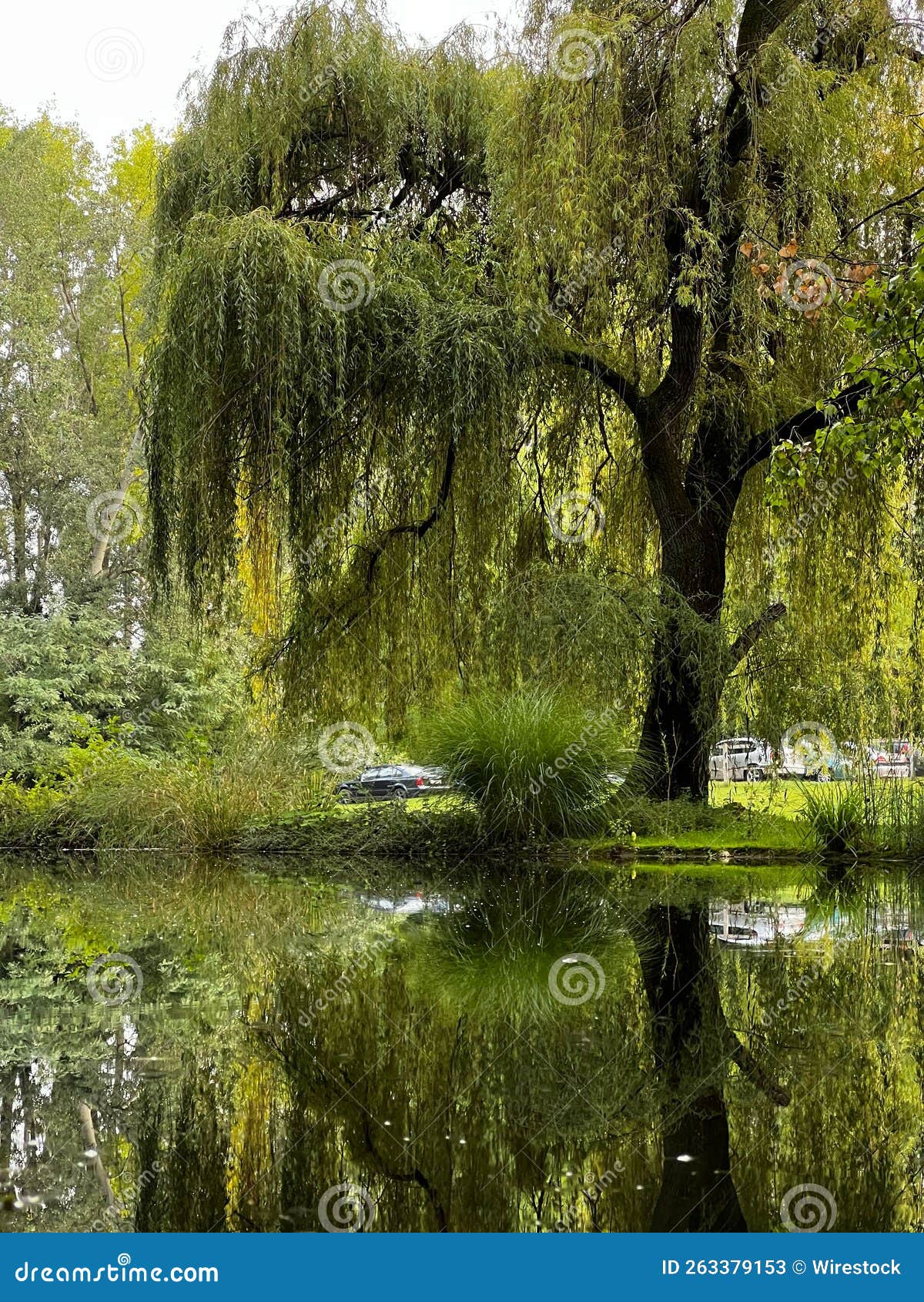 Above the Lake is an Old Willow Tree Stock Image - Image of ecology ...