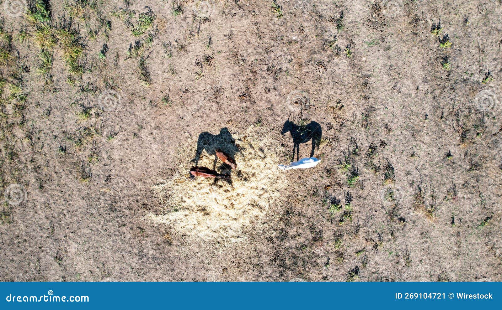 From Above the Shadow from Horses Eating Stock Image - Image of farm ...